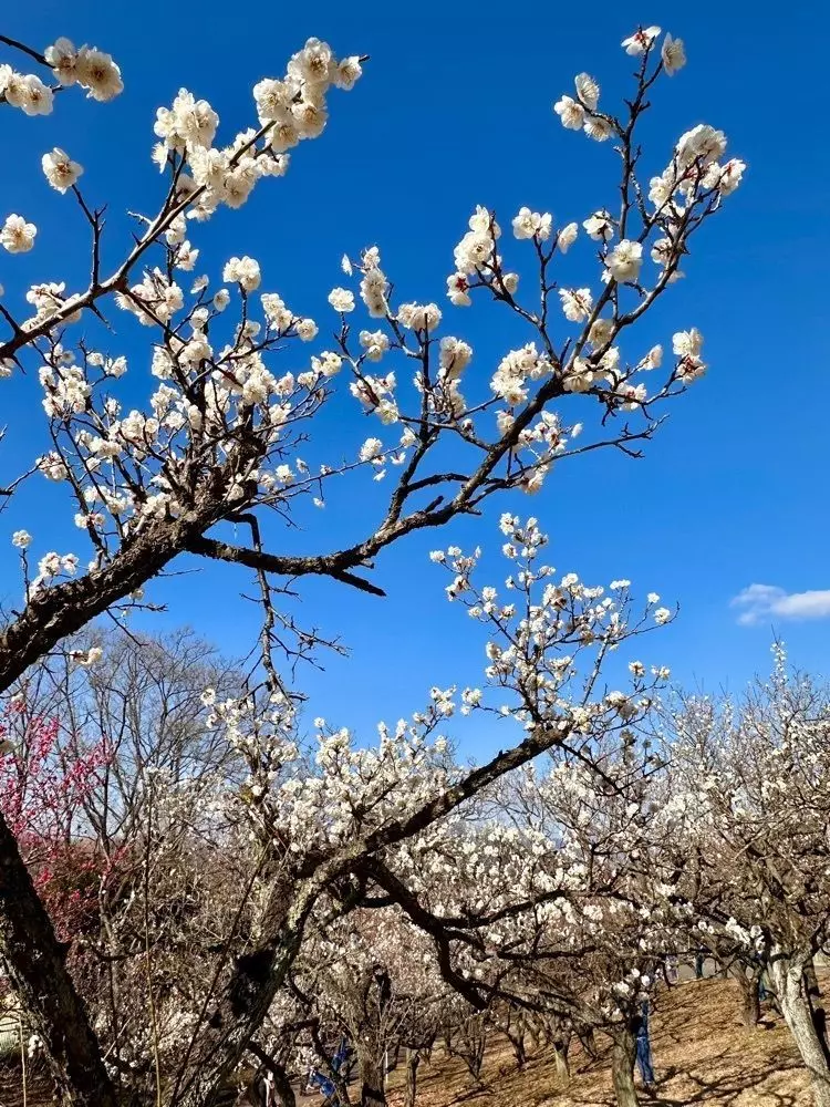 桐生市南公園 - 桐生 (観光施設・名所巡り)の口コミやアクセス情報｜aumo[アウモ]